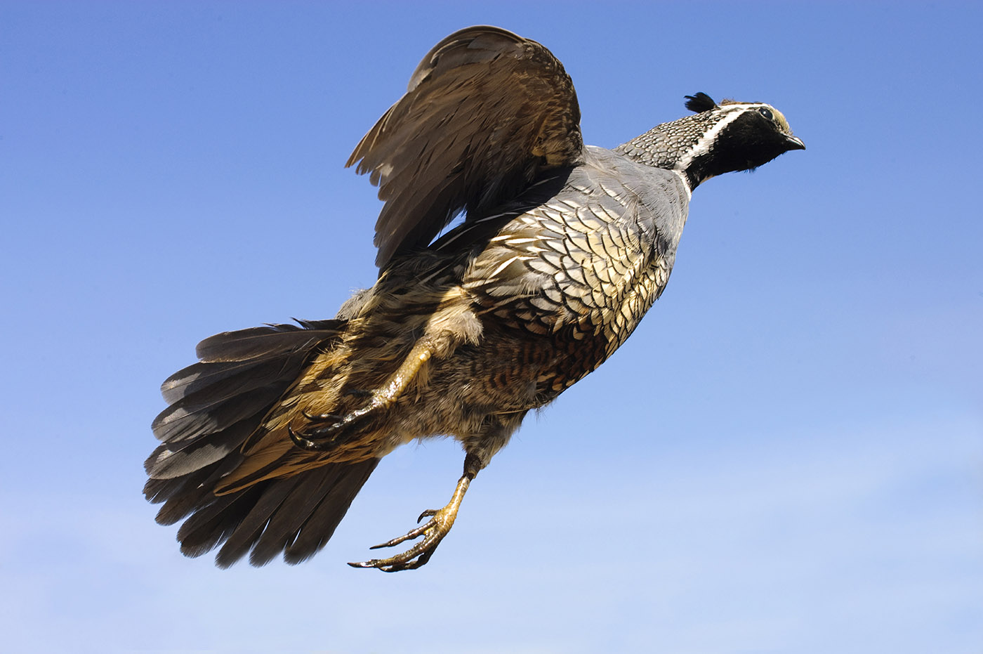 Upland Birds | Legend Waterfowl, Whitetails & Rios